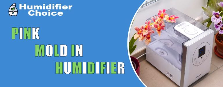 Pink Mold In Humidifier? Is It Dangerous - Humidifier Choice